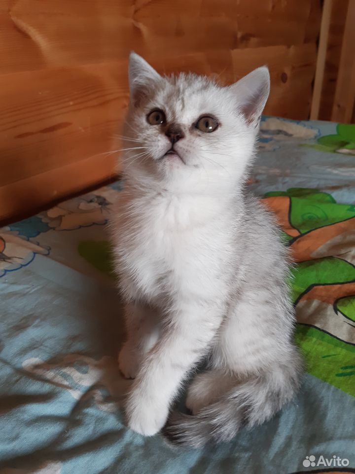 Британские котята