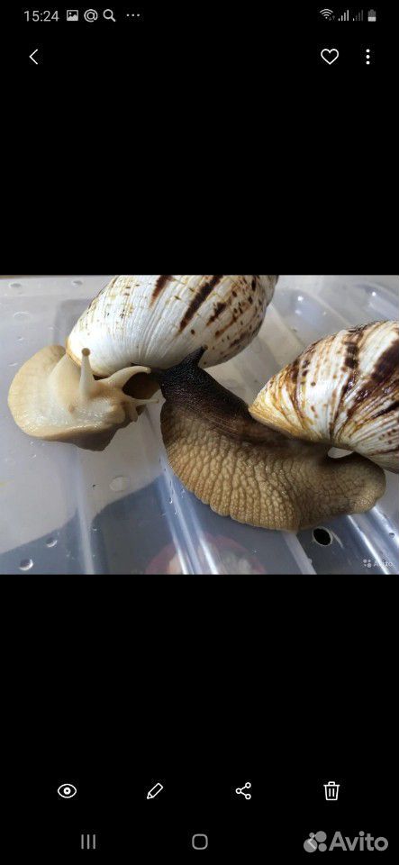 Гигантские улитки ахатины