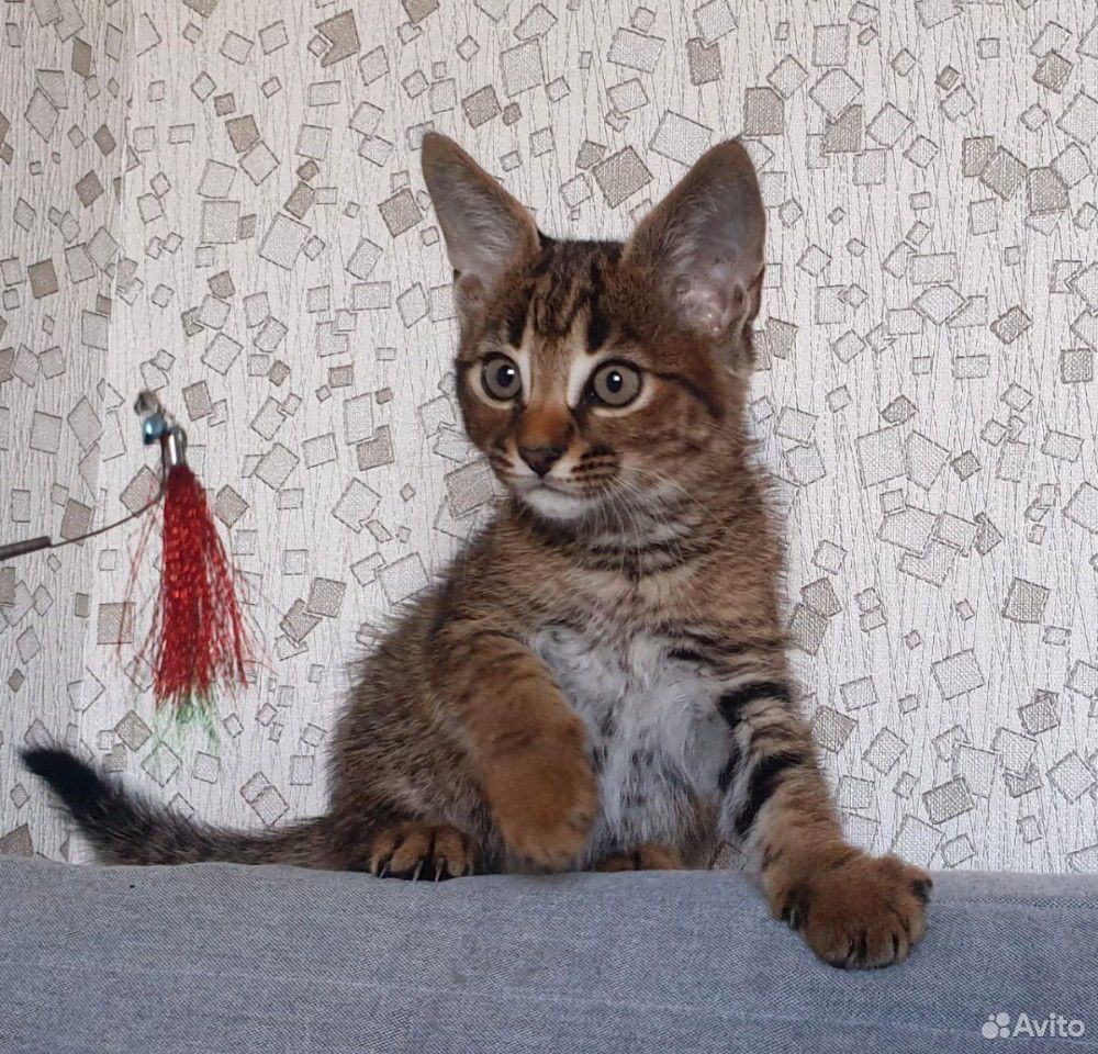 Каракет