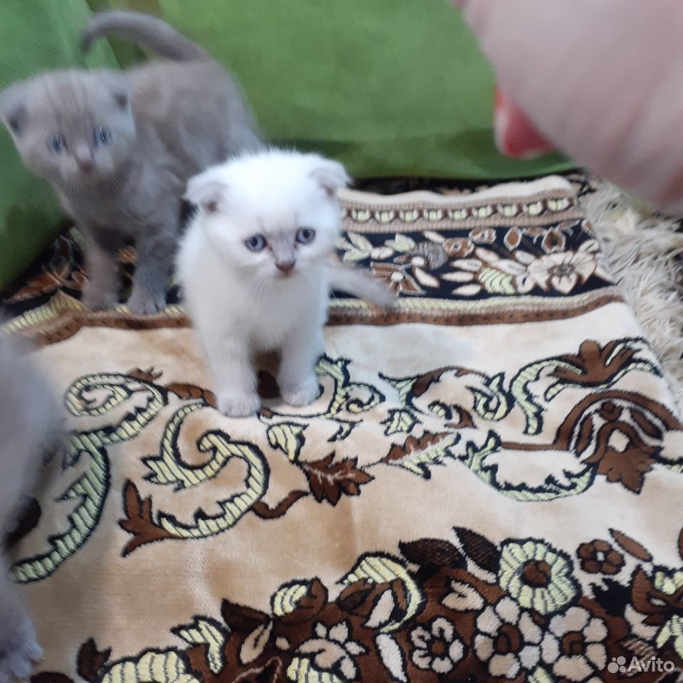 Котята шотландской породы