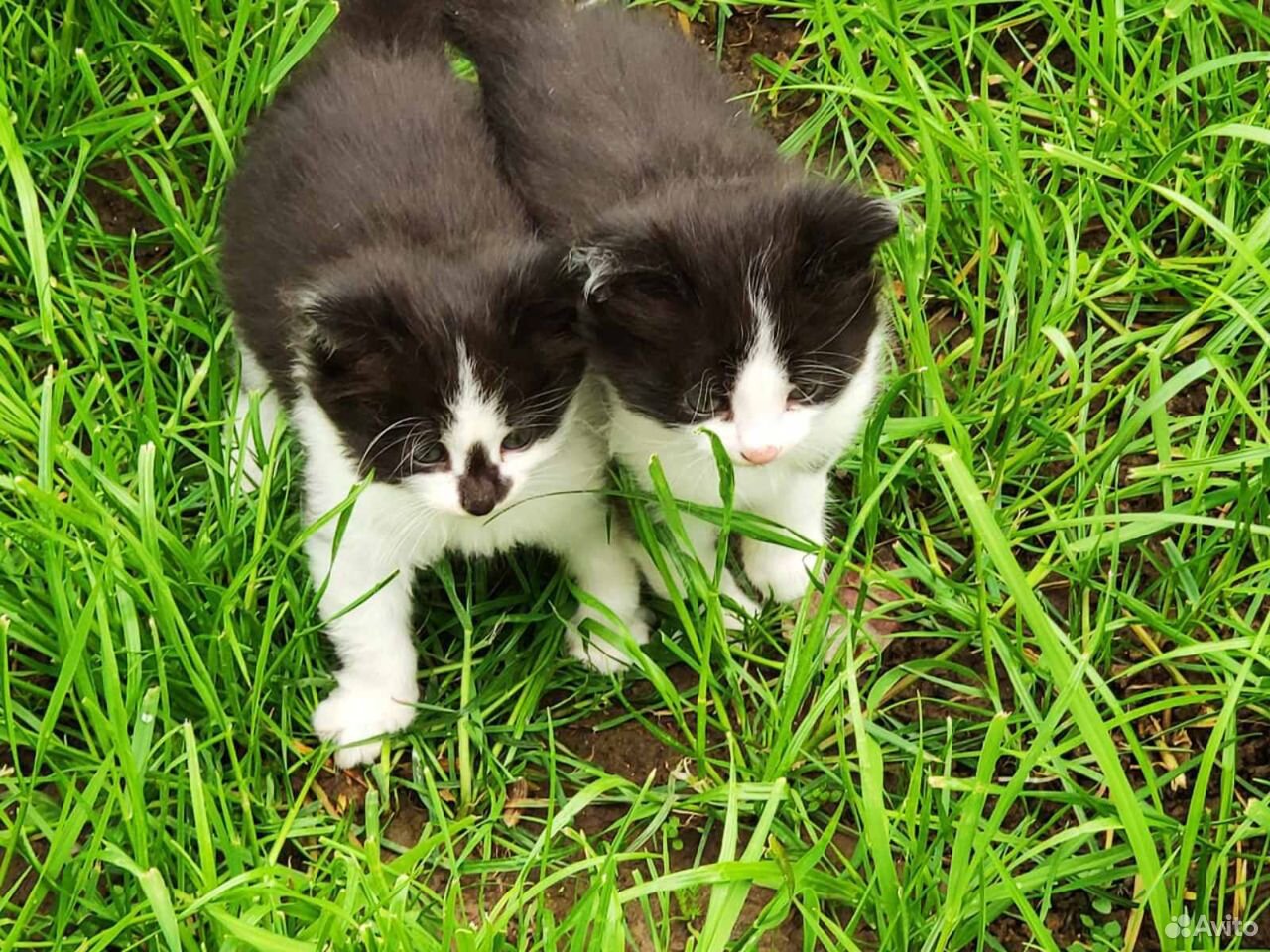 Котята ждут доброго хозяина