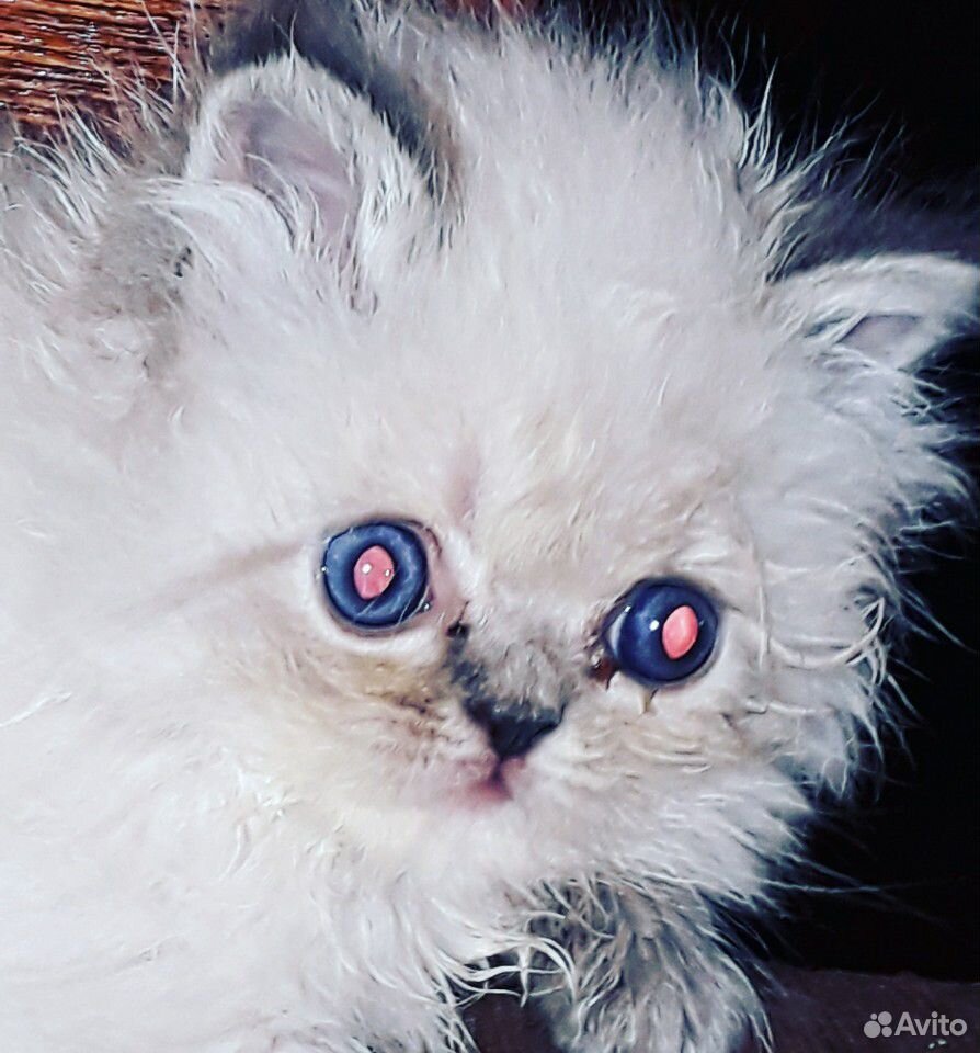 Колорный синеглазый персик