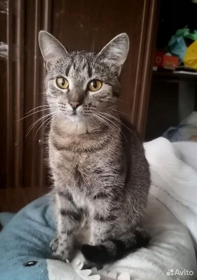 Кошка Шуша в добрые ручки