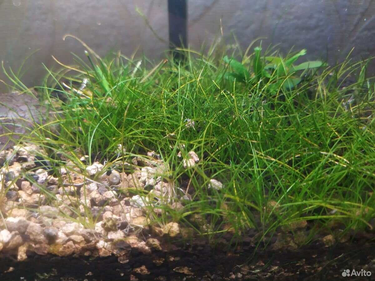 Элеохарис (ситняг)