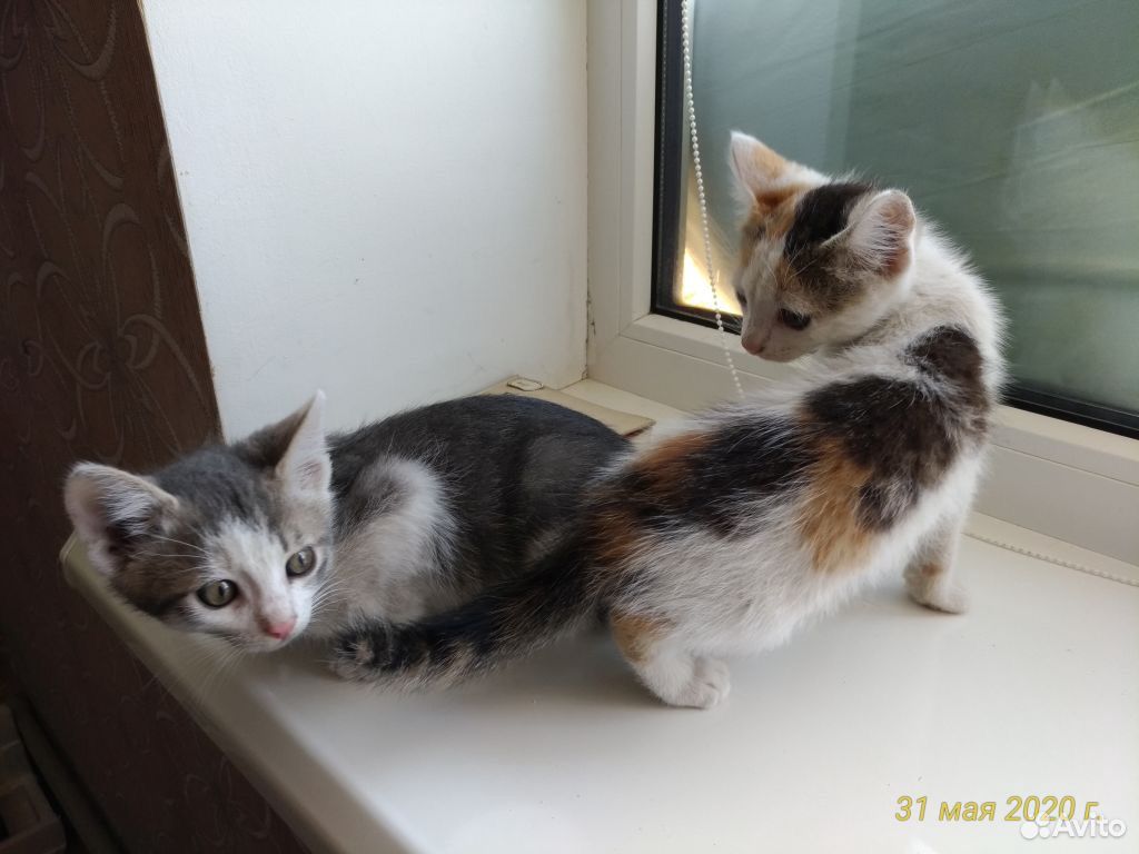 Котята в надежные руки