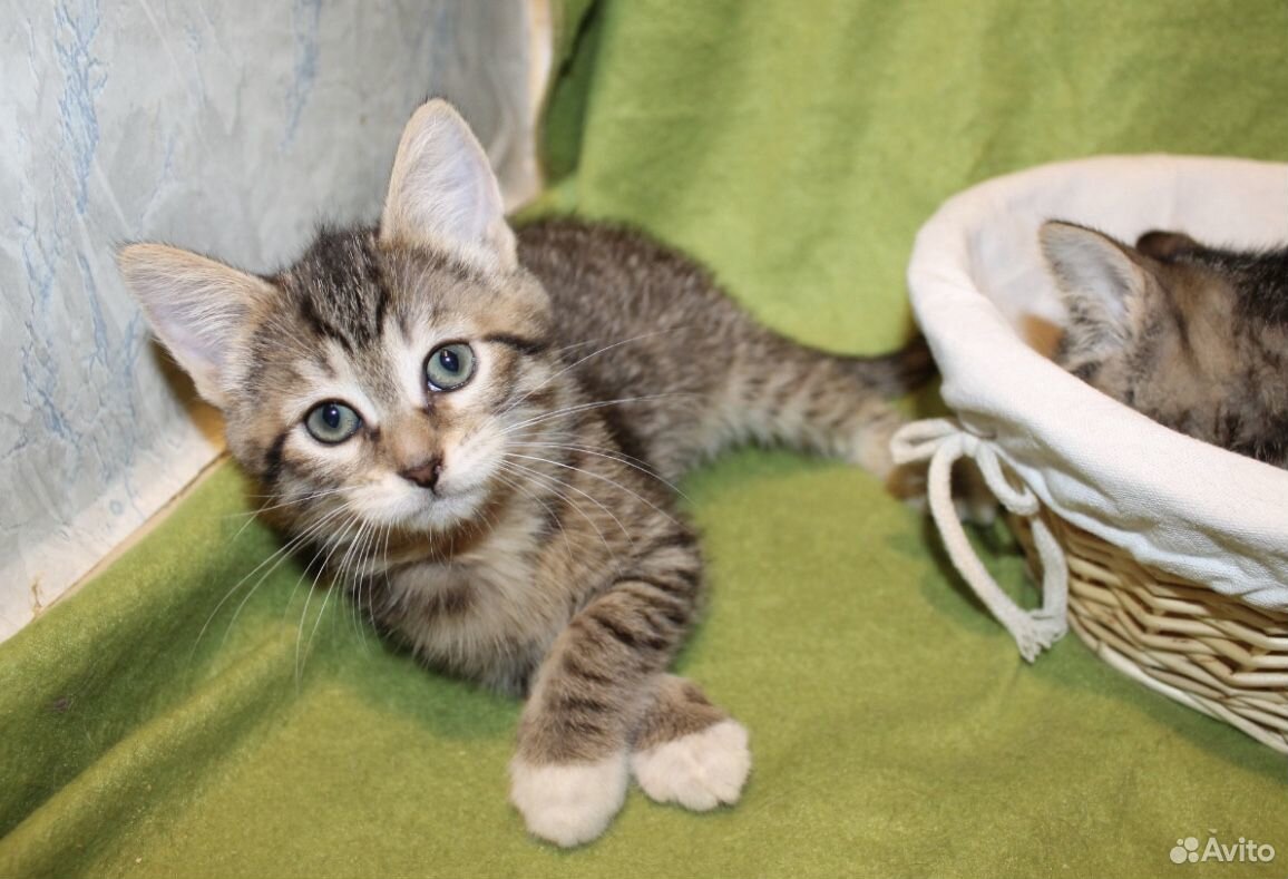 Милая Мелисса котёнок 2 месяца в добрые руки