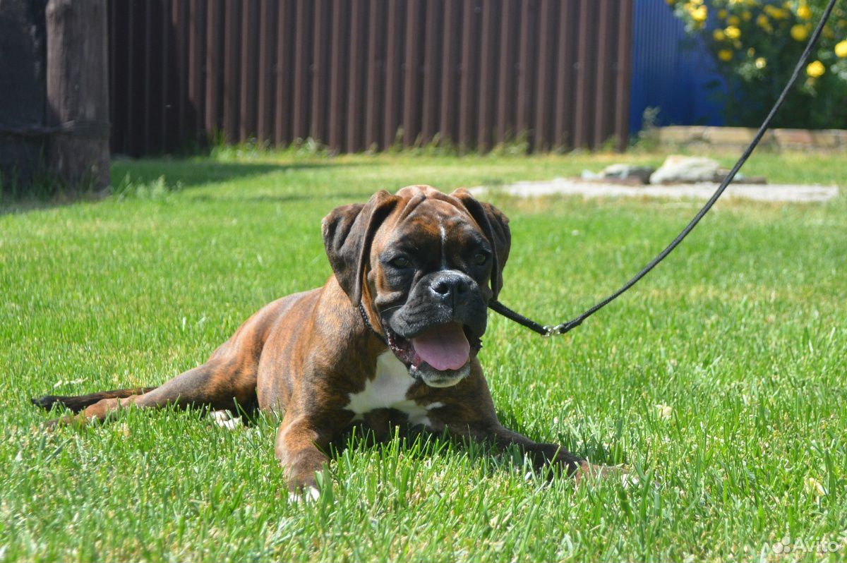 Тигровая девочка боксер