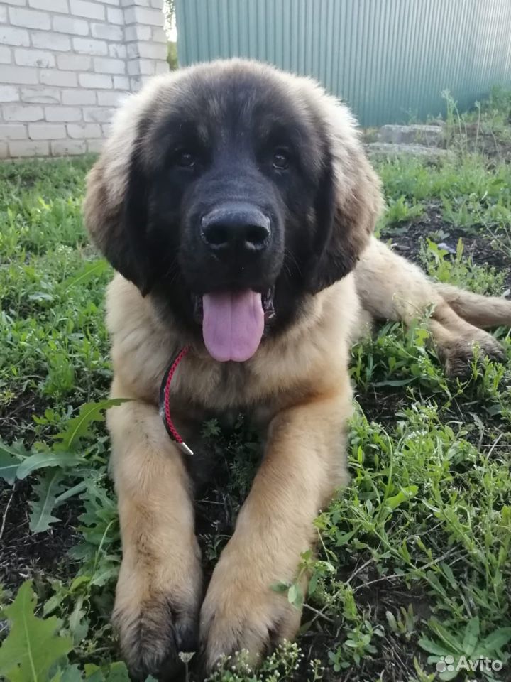 Щенки Леонбергера