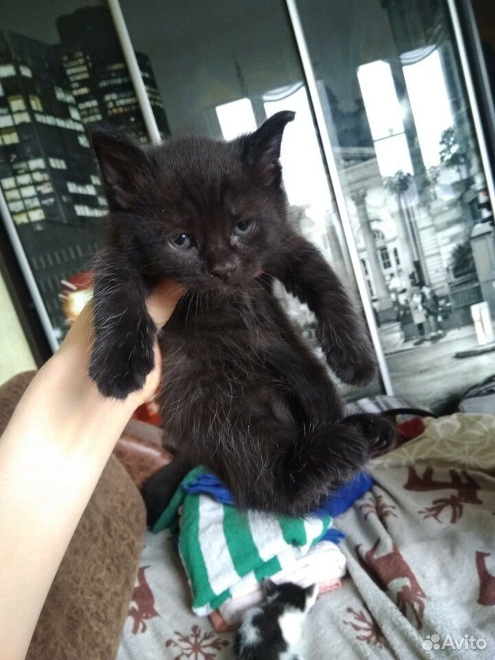 Котята