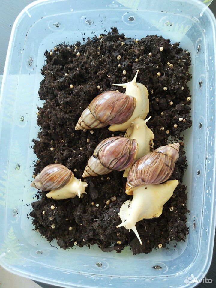 Улитки косметические ахатины