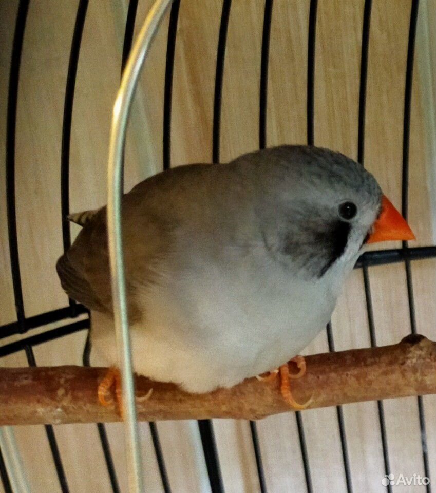 Амадины