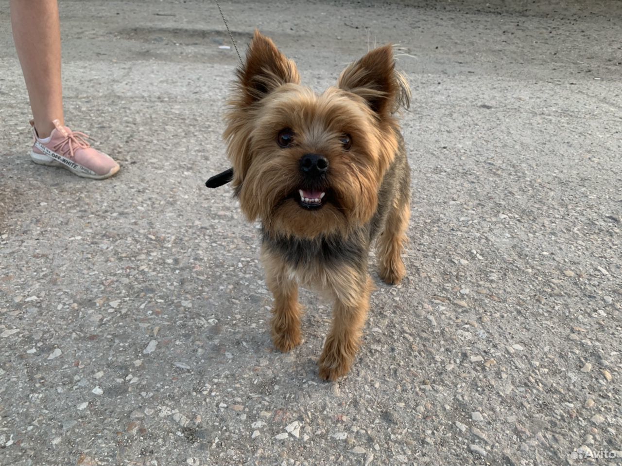 Потерялся Йоркширский терьер