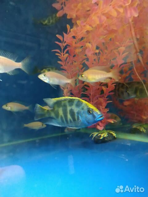 Крупная рыба в большие аквариумы. Размер от 8 см