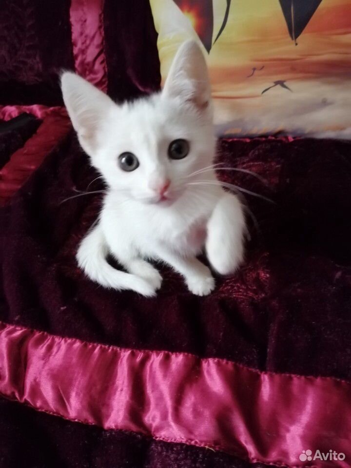 Турецкая ангора