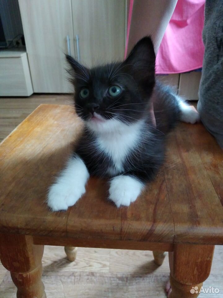 Котятки в добрые руки