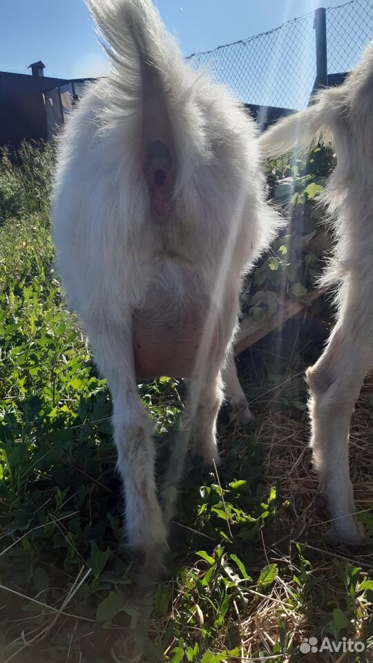 Продам русскую козу