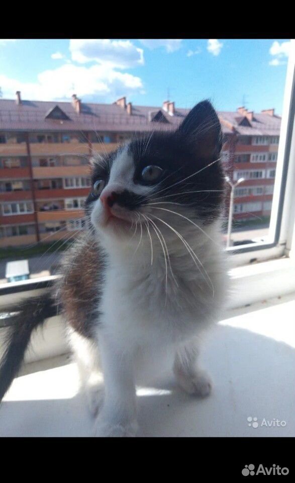 Котята