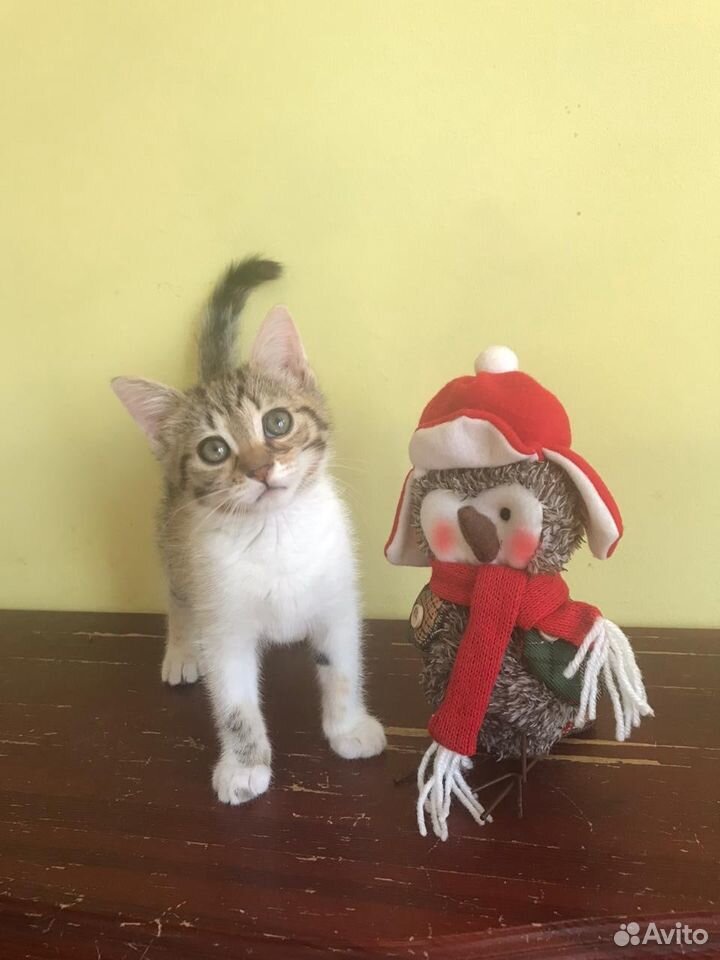 Малышка стрекоза ищет дом