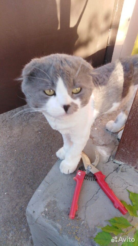 Кот шотландский хайленд