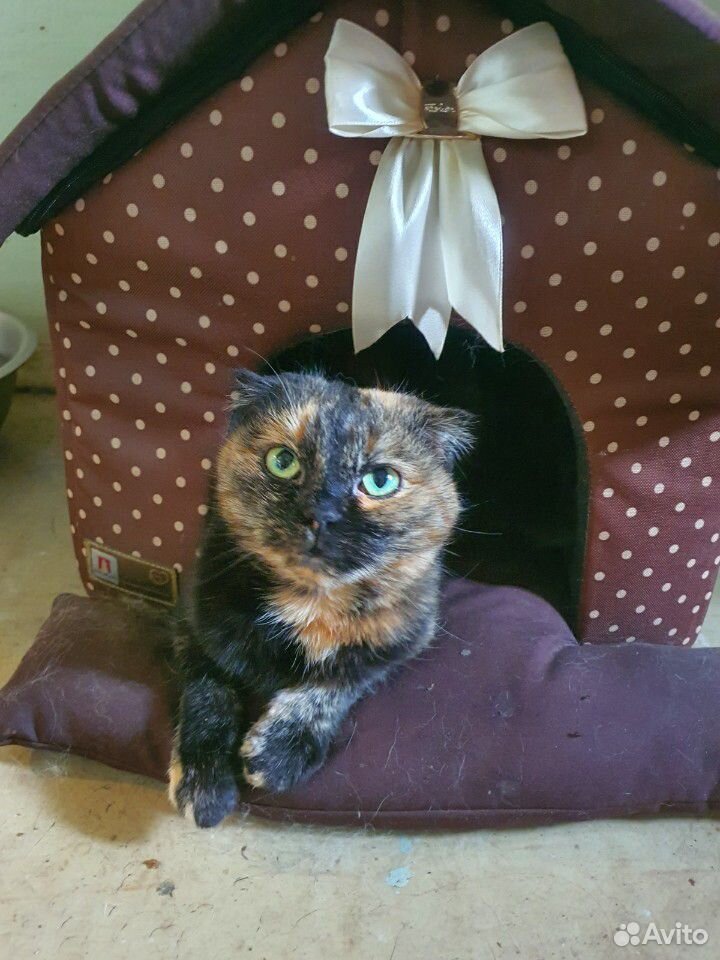 Кошка и собака