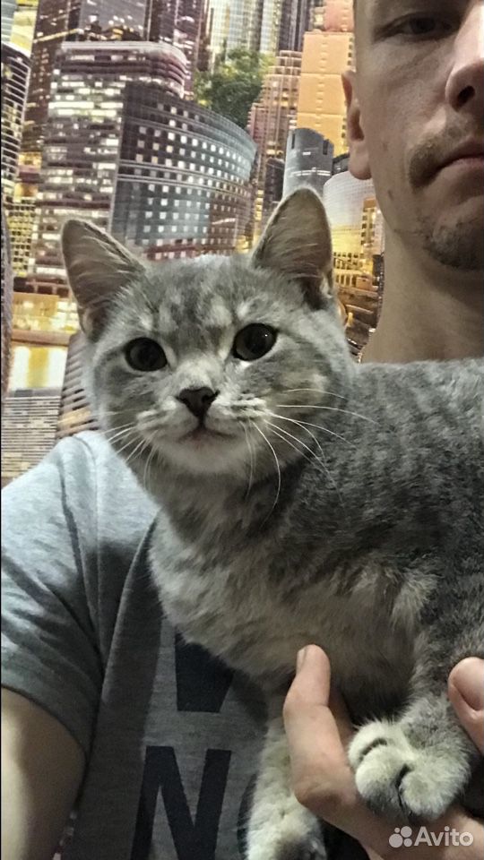 Кошка