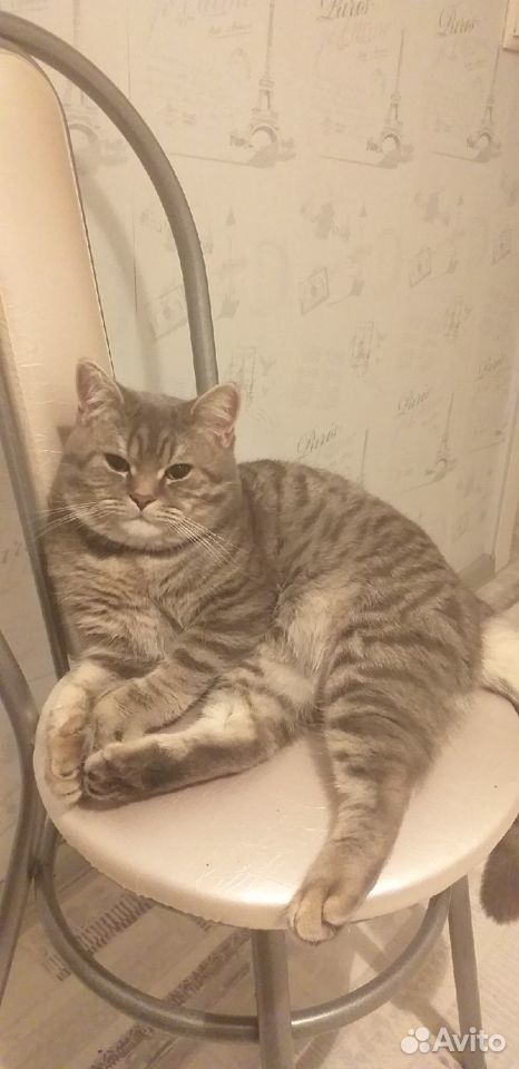 Отдадим котика в хорошие руки