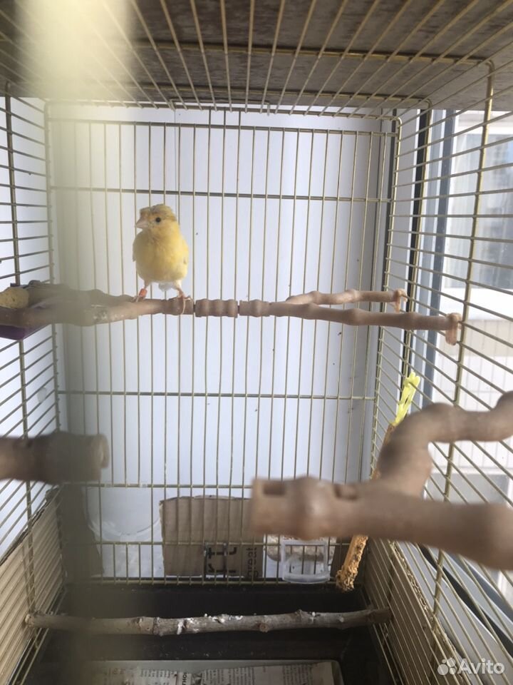 Кенар, активен ищет самку готовый к спариванию. То