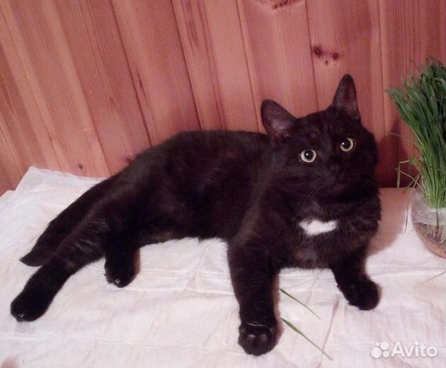 Особенный ласковый котик Черныш окраса черный дым