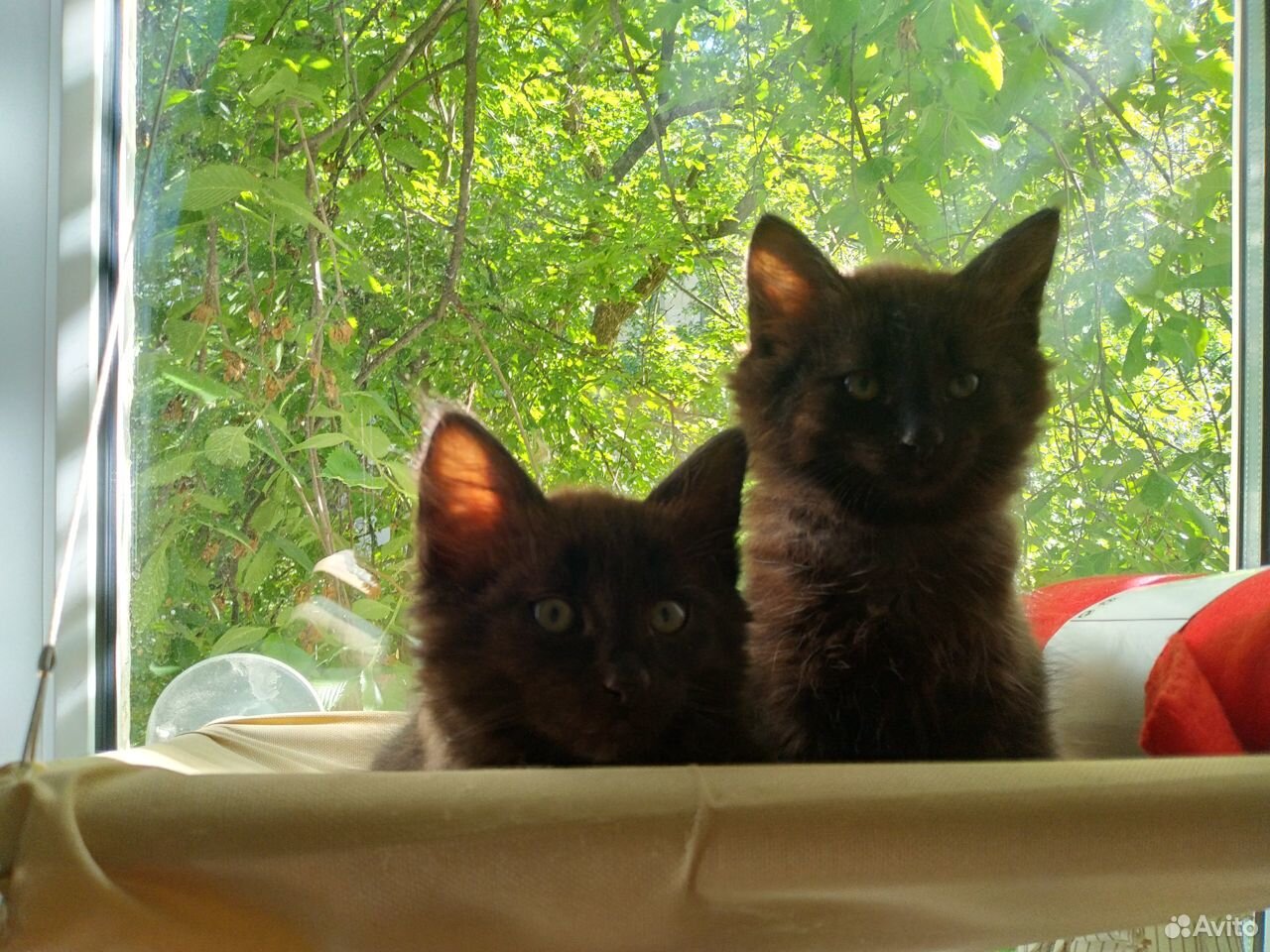 Котята Ночная фурия и Пиф