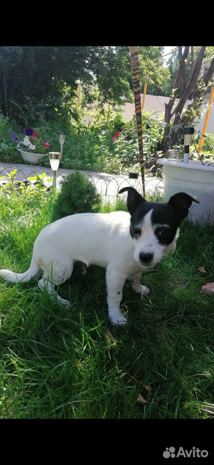 Щенулька ищет дом