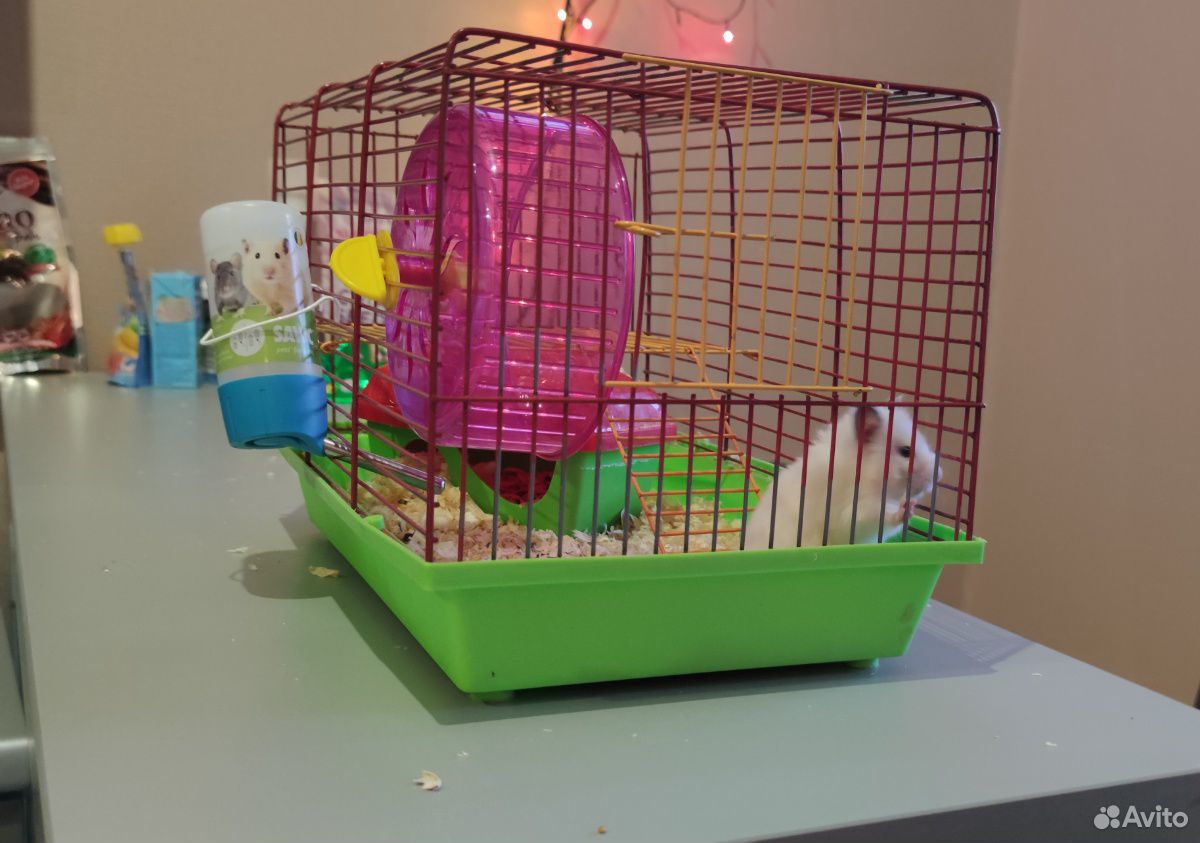 Хомяк с клеткой