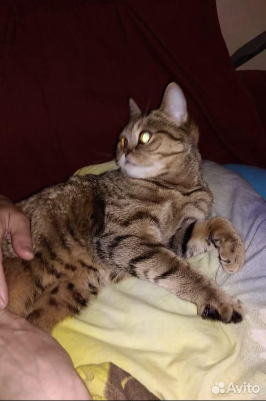 Кошка британка