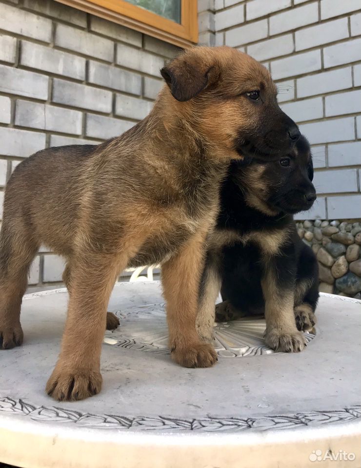 Щенки-метисы восточной овчарки