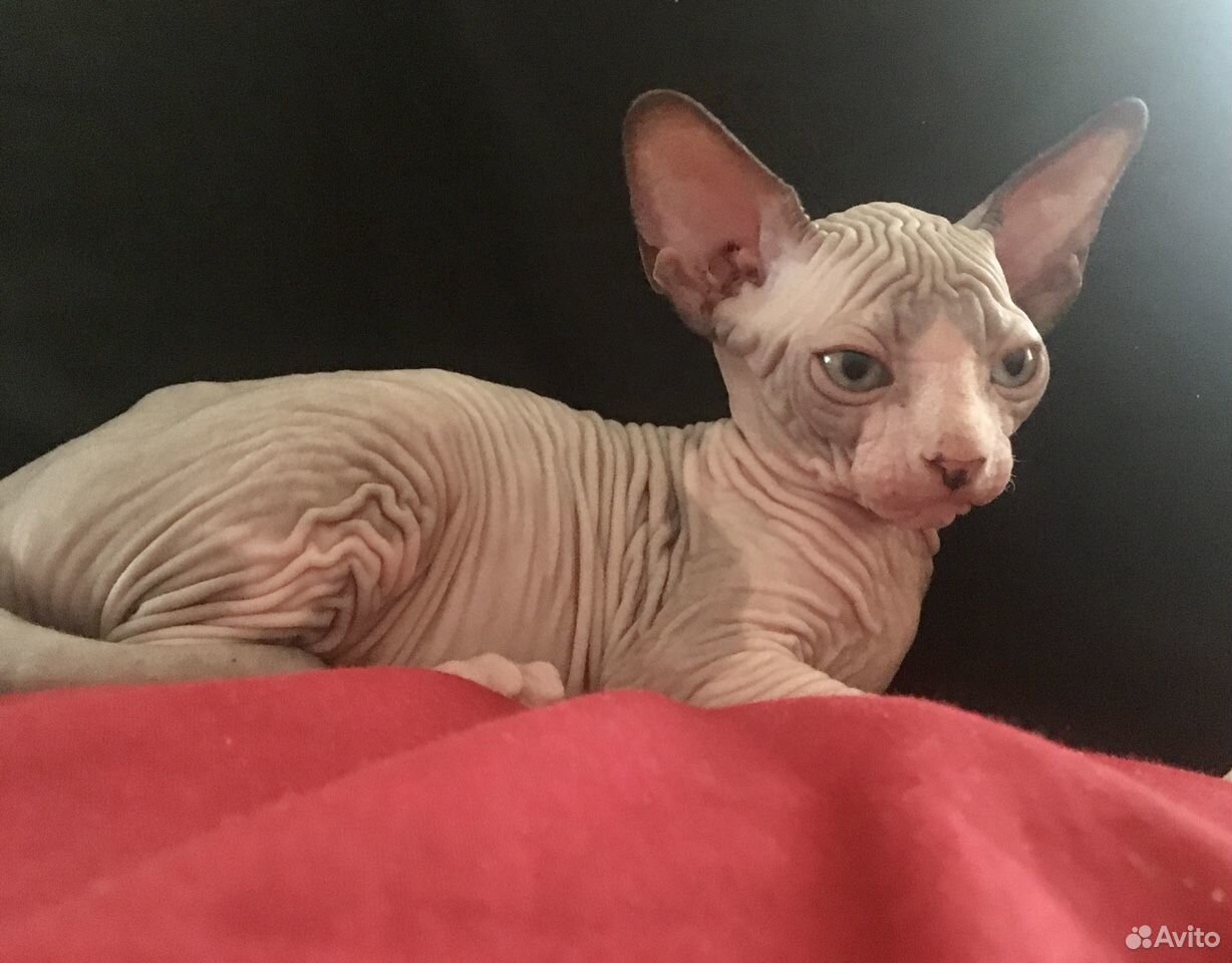 Канадский сфинкс