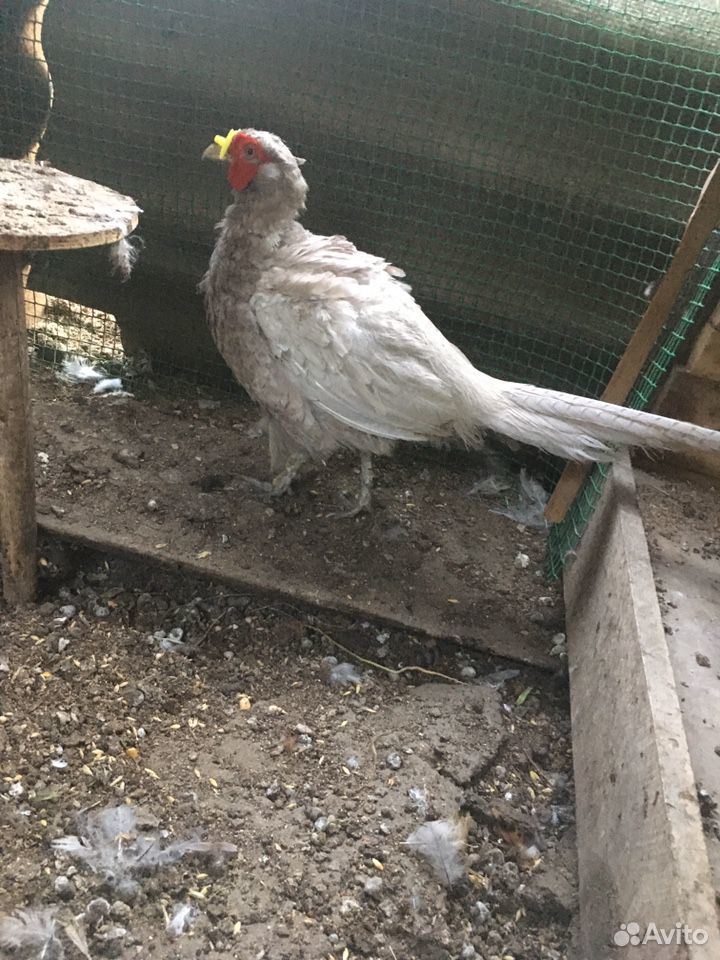 Охотничий фазан