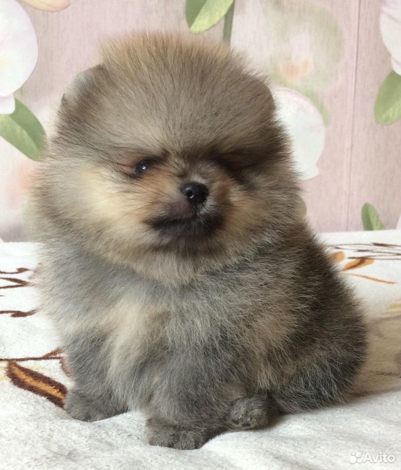 Очень красивый мальчик пом
