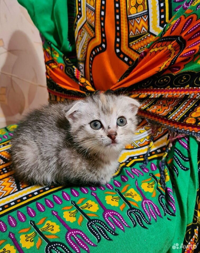 Котёнок с отметиной на лбу