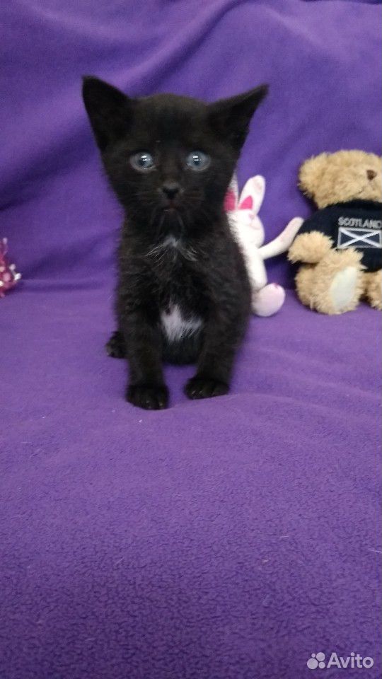 Кот