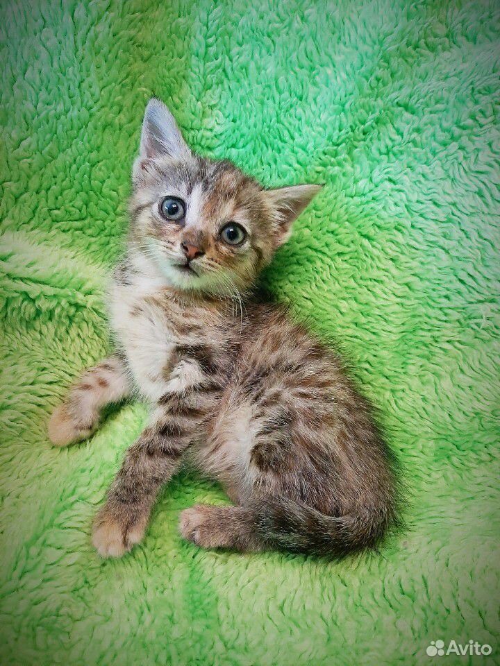 Кошечка-инопланетянка 1 мес в дар