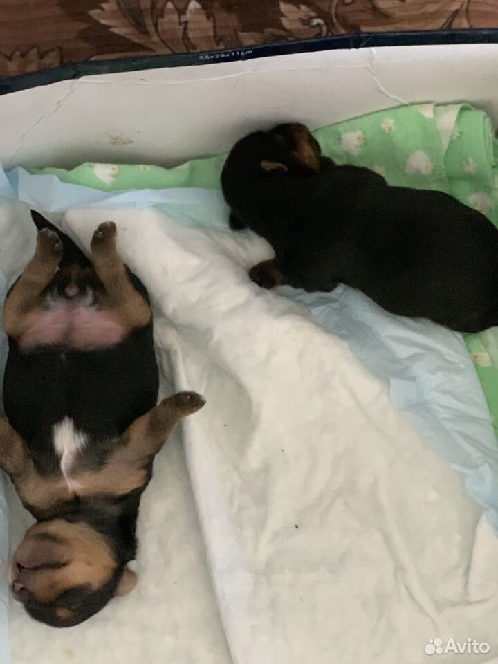 Собака ёркшерский терьер девочки