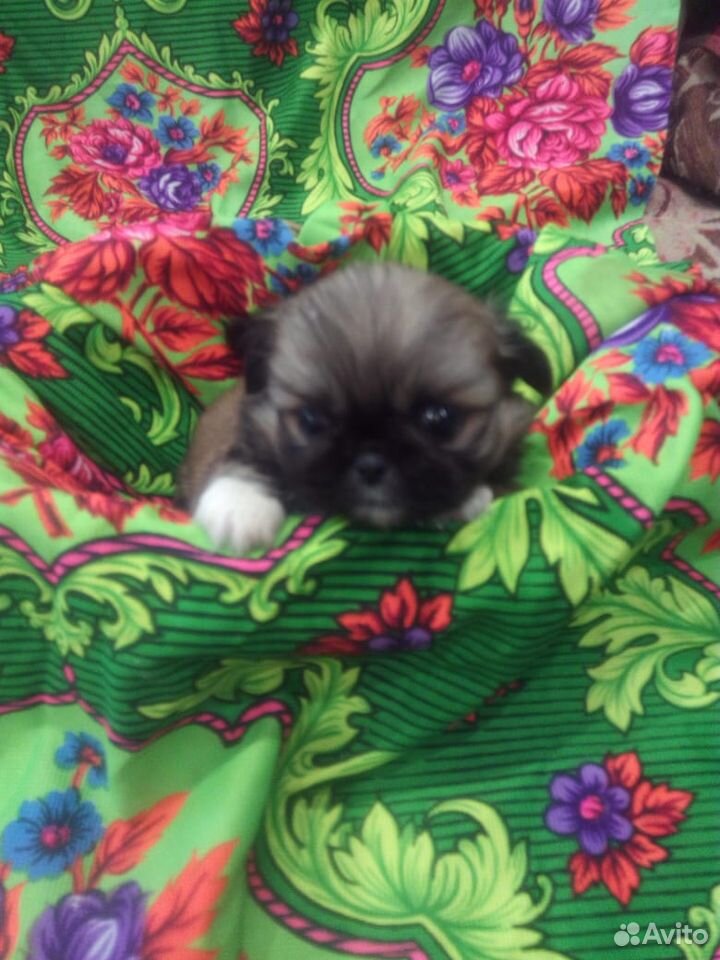 Щенок мини пекинеса