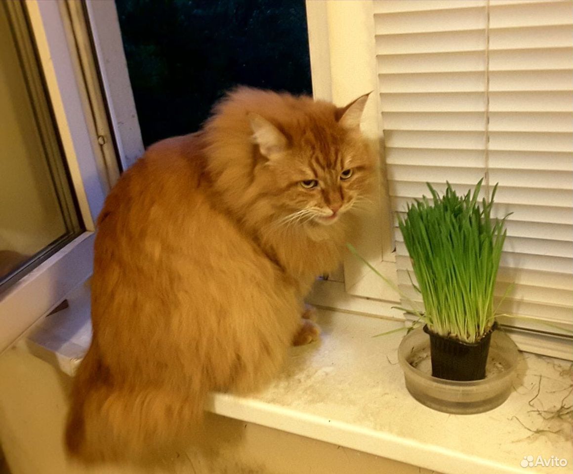 Кошка Пуська ищет дом