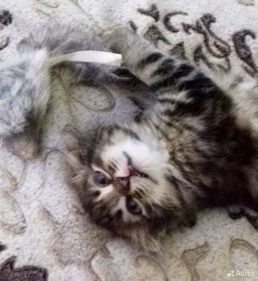 Красивая кошечка