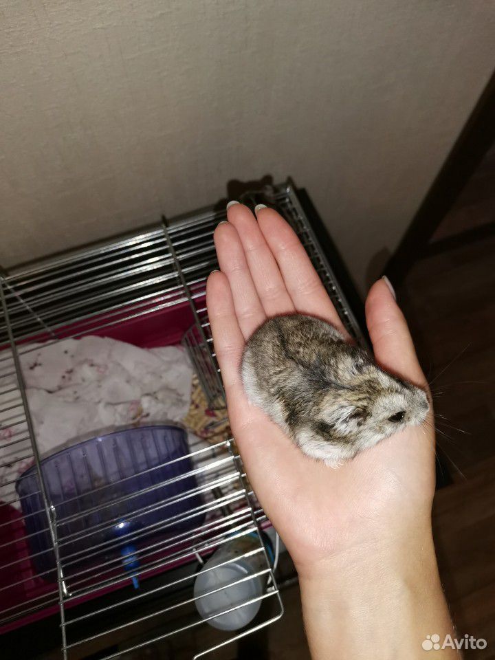 Джунгарский хомяк