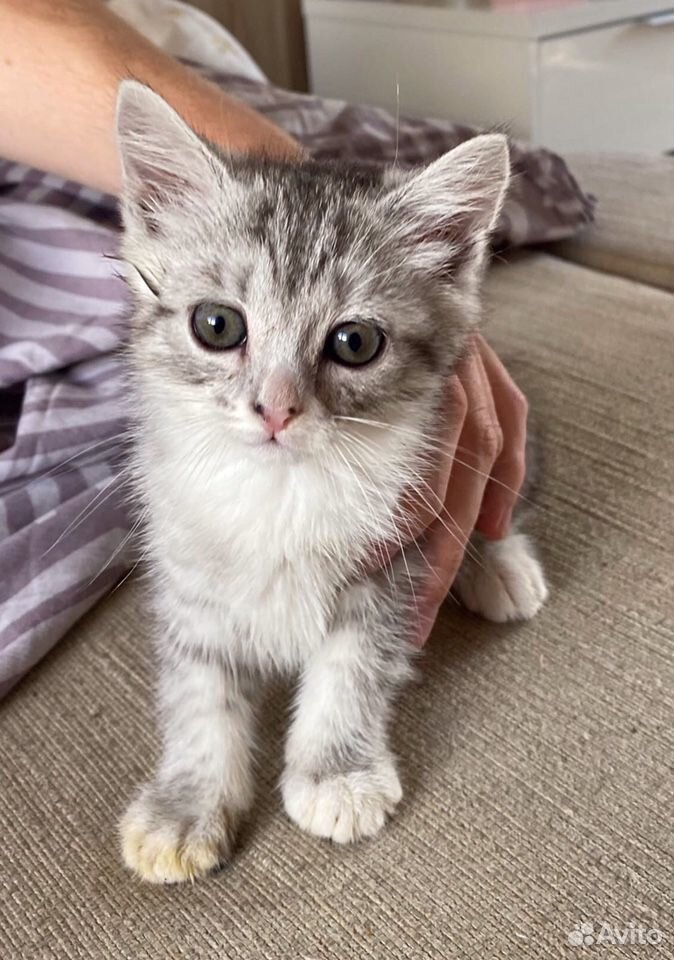 Котёнок шиншилловый окрас