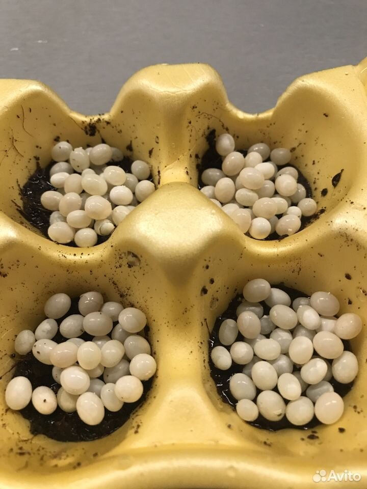 Яйца улиток ахатина