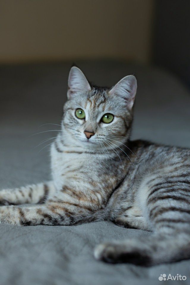 Кошечка Айрис