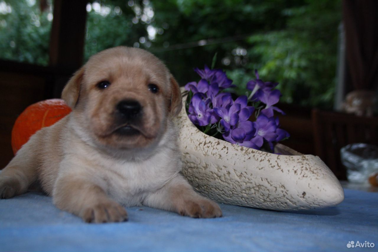 Лабрадор палевый девочка мальчик РКФ