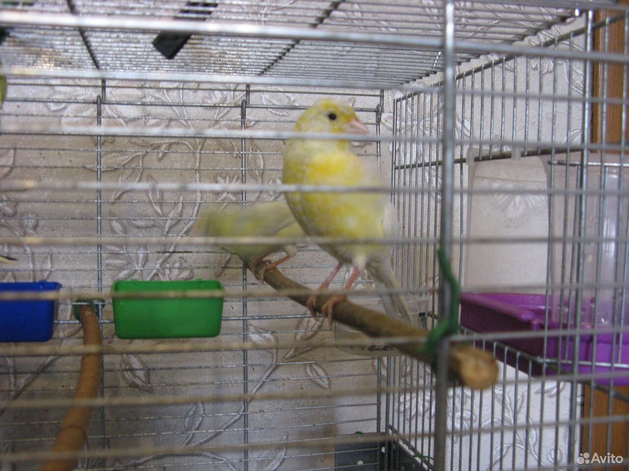 Продам канареек