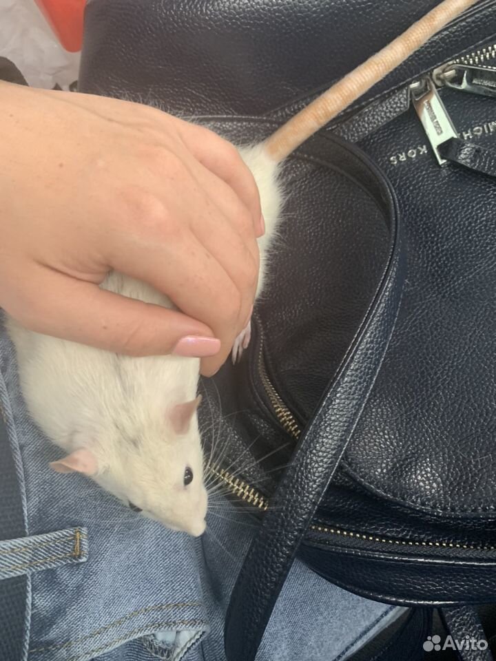 Отдам крысу